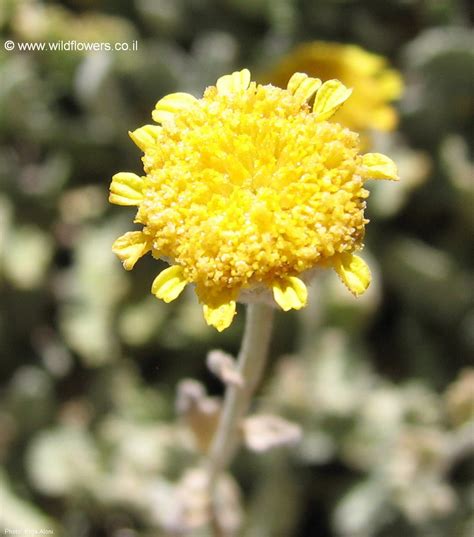 Tanacetum Densum