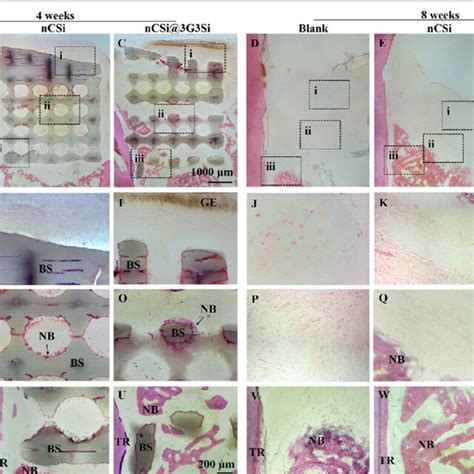 A F Hande Staining Of New Bone Formation In Defects At 4 8 Weeks