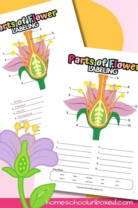 Parts Of A Flower Diagram Free Printable
