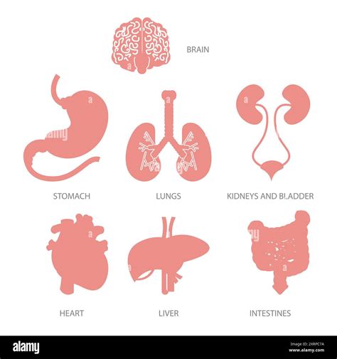 Female Internal Organs Anatomy Stock Vector Images Alamy