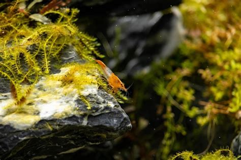 Premium Photo Close Up Of An Orange Rili On Leaf