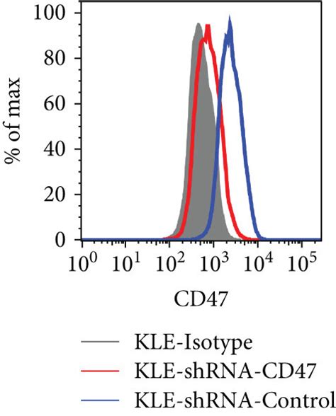 Cd47 Knockdown Increases Phagocytosis Of Ec Cells By Macrophages A