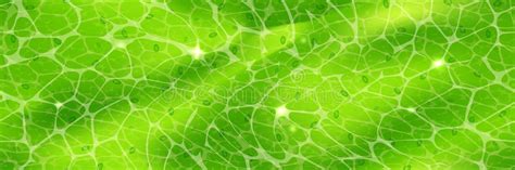 Epidermal Layer Plant Tissue Stock Illustrations 17 Epidermal Layer