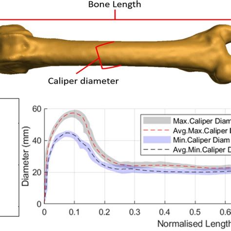 Femur Dimensions Normalised Bone Length And Calliper Diameter