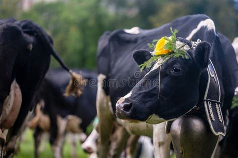 Swiss Cows Decorated With Flowers And Cowbell Desalpes Ceremony Stock