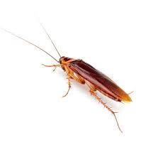 Palmetto Bugs Vs Cockroaches Which One Is More Common In Your Area
