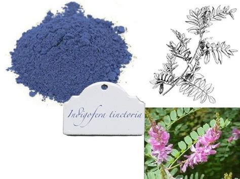 Manuais De Cultivo Plantamundo Indigo Azul Indigofera Tintoria