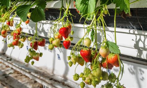 Strawberry Hydroponics Guide Cheerbio