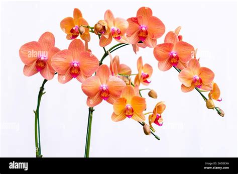Orchid Phalaenopsis Orange