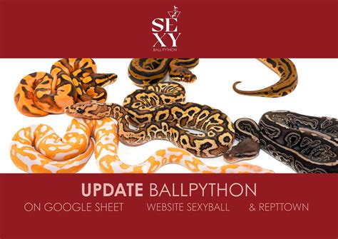 Sexy Ball Python Bangkok