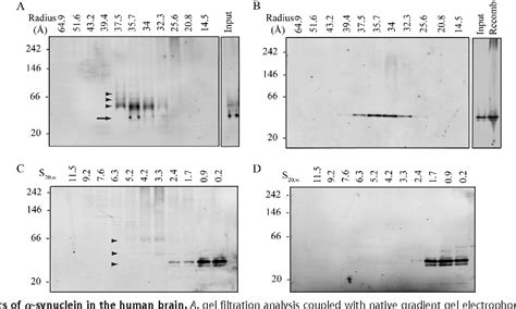 Figure 1 From Evidence Of Native α Synuclein Conformers In The Human