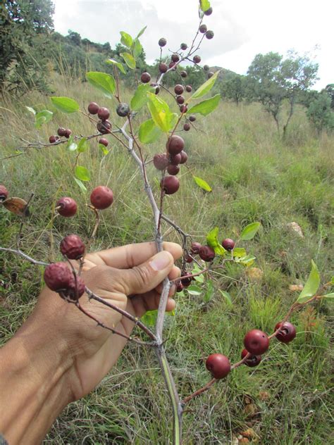 Mogaile Mogashoa On Linkedin History Anthropology