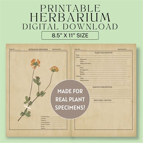 Botanical Specimen Herbarium Digital Download Printable Plant Herbarium