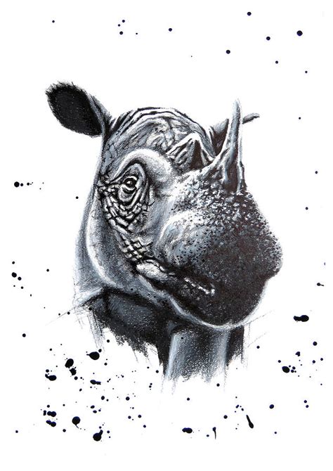 Javan Rhino Drawing By Kerry Green Fine Art America