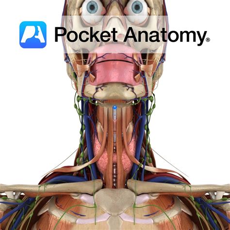 Thyrohyoid Membrane Pocket Anatomy