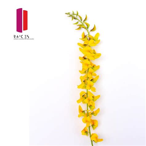 Soy Raices La Flor Del Chipilin Crotalaria Facebook