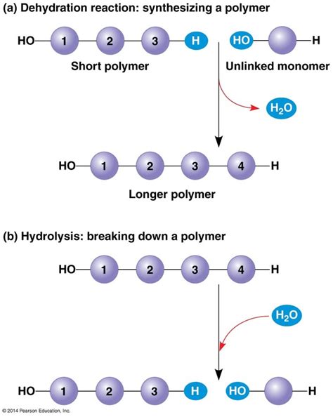 Chapter 3 Biology Land