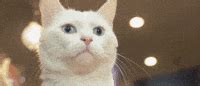 Cat Mewing S Find And Share On Giphy