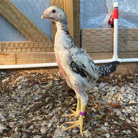 Malay Chicken Eggs Height Size And Raising Tips