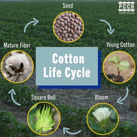 Cotton Plant Life Cycle