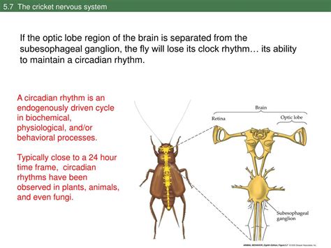 Ppt Biology 484 Ethology Chapter 5b Neurohormones Powerpoint