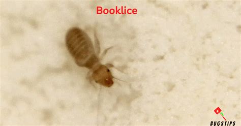 20 Surprising Tiny Bugs In Bed You Need To Know About And How To Get Rid Of Them Bugstips