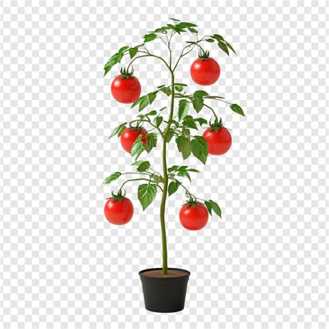 Red Tomato Plant Clip Art Free Vectors Illustration Of Red Tomato