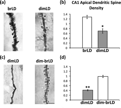 Fig Ure 4 Golgi Staining Of Ca1 Apical Dendrites A Representative Download Scientific