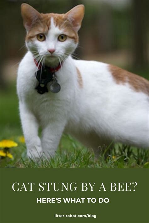 How Can You Tell How Old A Cat Is Artofit