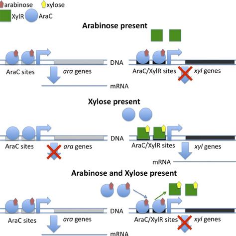 Integration Of Xylr Into The Arabad Operon Allows Dynamic Regulation Of
