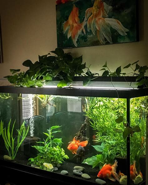 Goldfish Aquarium Design Ideas At Elijah Gannon Blog