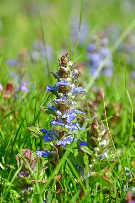 Blue Bugle Medicinal Plant With Flower Stock Image Image Of Bugleweed