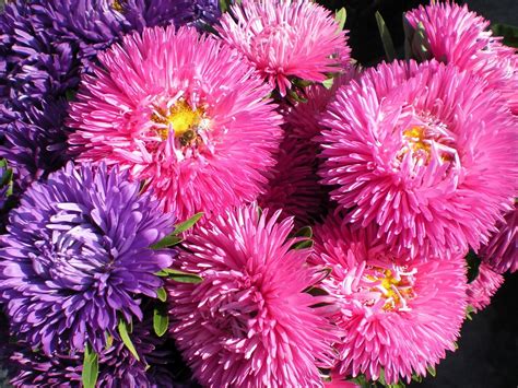 Wallpapers Aster Flowers