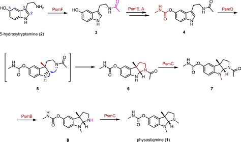 Acetylation‐deacetylation‐driven Natural Product Biosynthesis Wang