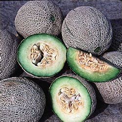 Green Nutmeg Melon Silver Plant Seeds Perennial Vegetables