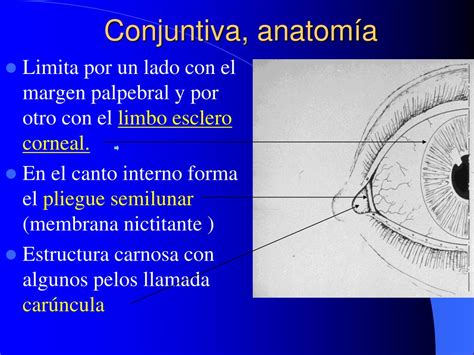 Ppt Conjuntiva I Powerpoint Presentation Free Download Id230117
