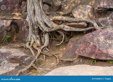 Tree Roots On Rock Stock Photo Image Of Organic Brown 97204814