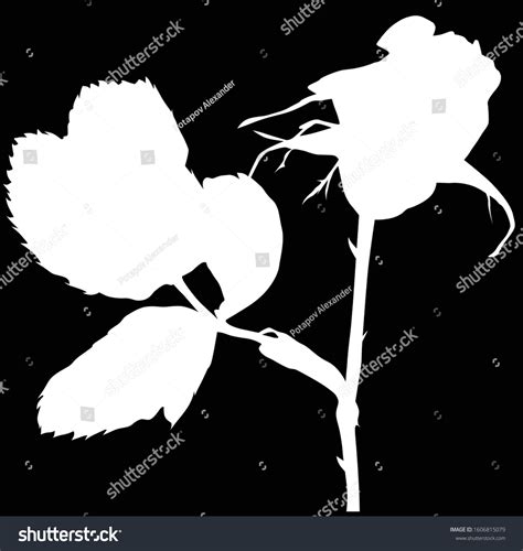 Illustration White Rose Flower Silhouette Isolated Stock Vector