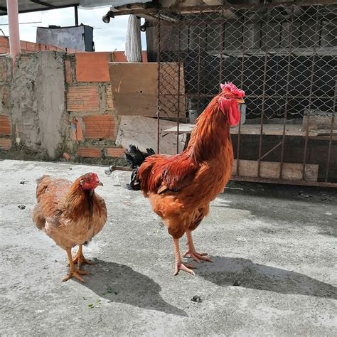 Hernando Martínez Youtube