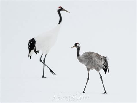 2018 Winter Wildlife Tour Of Japan Japanese Red Crowned Cranes