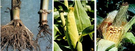 Injuries And Damages Caused By Western Corn Rootworm Left Root