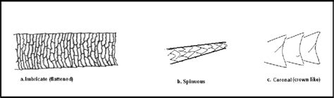 Representative Diagram Showing Different Scale Patterns Found On Hairs