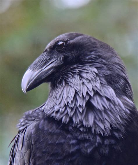 Raven Bird Head