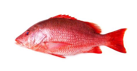 47 Easy Red Snapper Recipes