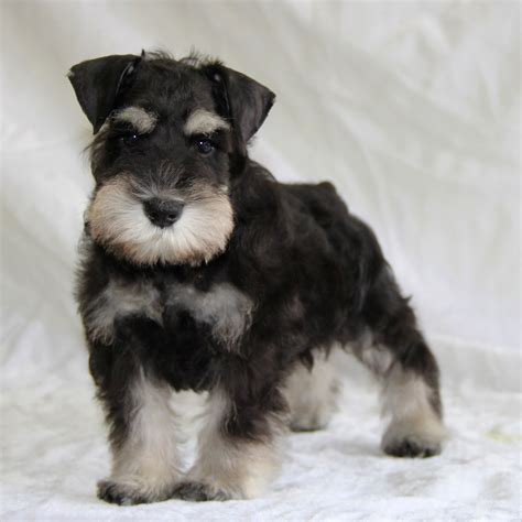 赛级雪纳瑞犬纯种 雪纳瑞幼犬 椒盐色小雪 雪纳瑞 编号10084504 宝贝它