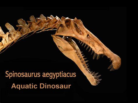 Real Spinosaurus Skeleton
