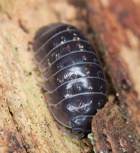 11 Cool Facts About The Roly Poly Gulo In Nature