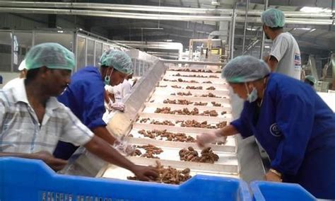 Ginger Processing Plant Ginger Processing Machinery Manufacturer From Pune