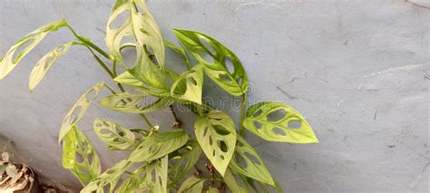 This Is A View Of A Perforated Green Tree Which Is Nicknamed In