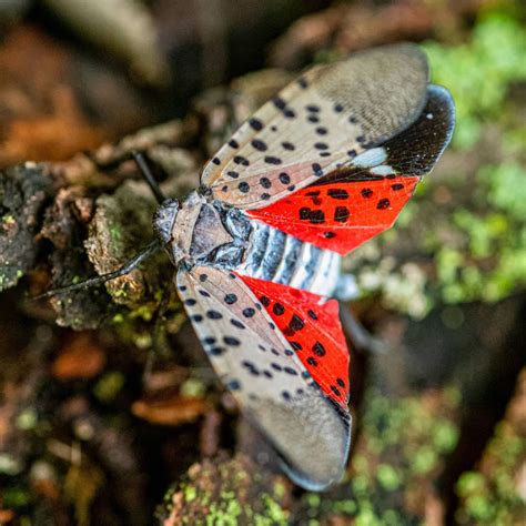 Whats A Spotted Lanternfly And Why Are They A Problem Alternative Earthcare